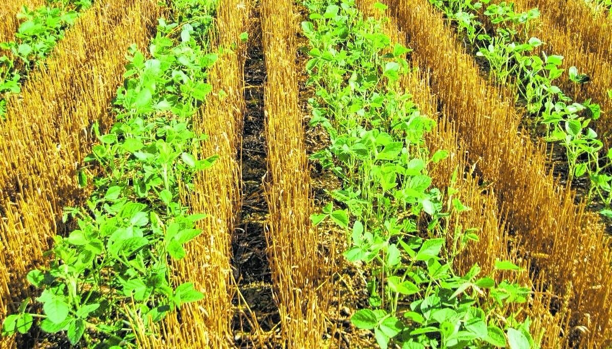 Hilera De Cultivo De Cobertura Intercalada El Cultivo Intercalado: Una