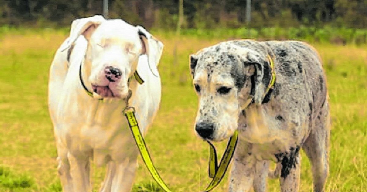 Las causas de ceguera en los perros
