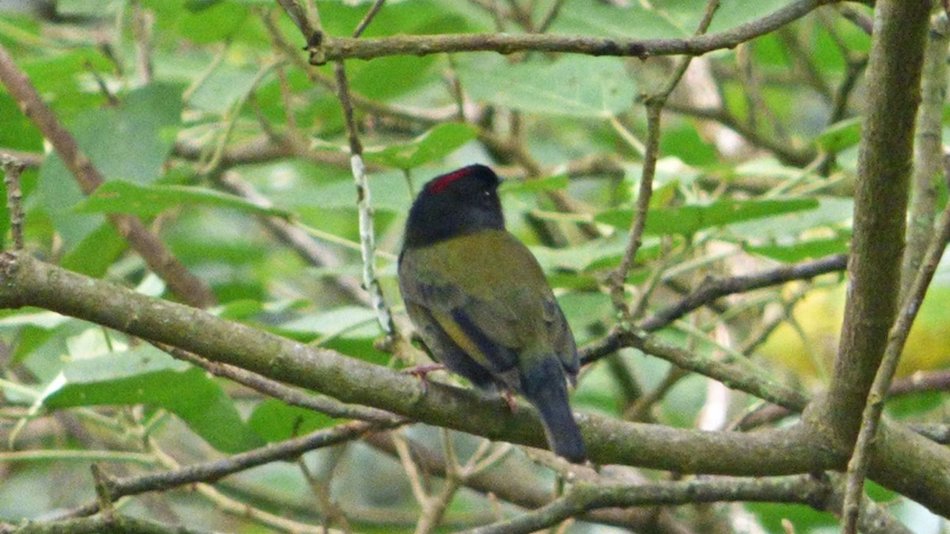 Parque Nacional Baritú | Últimas noticias El Tribuno