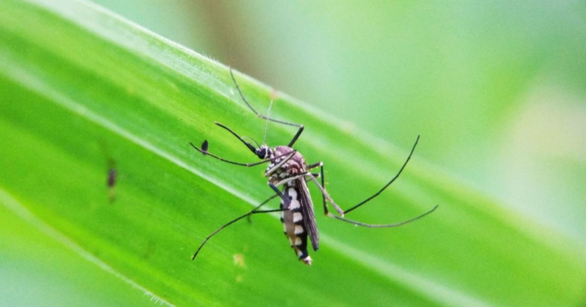 Se Notificaron 55 Casos Nuevos De Dengue En La Provincia