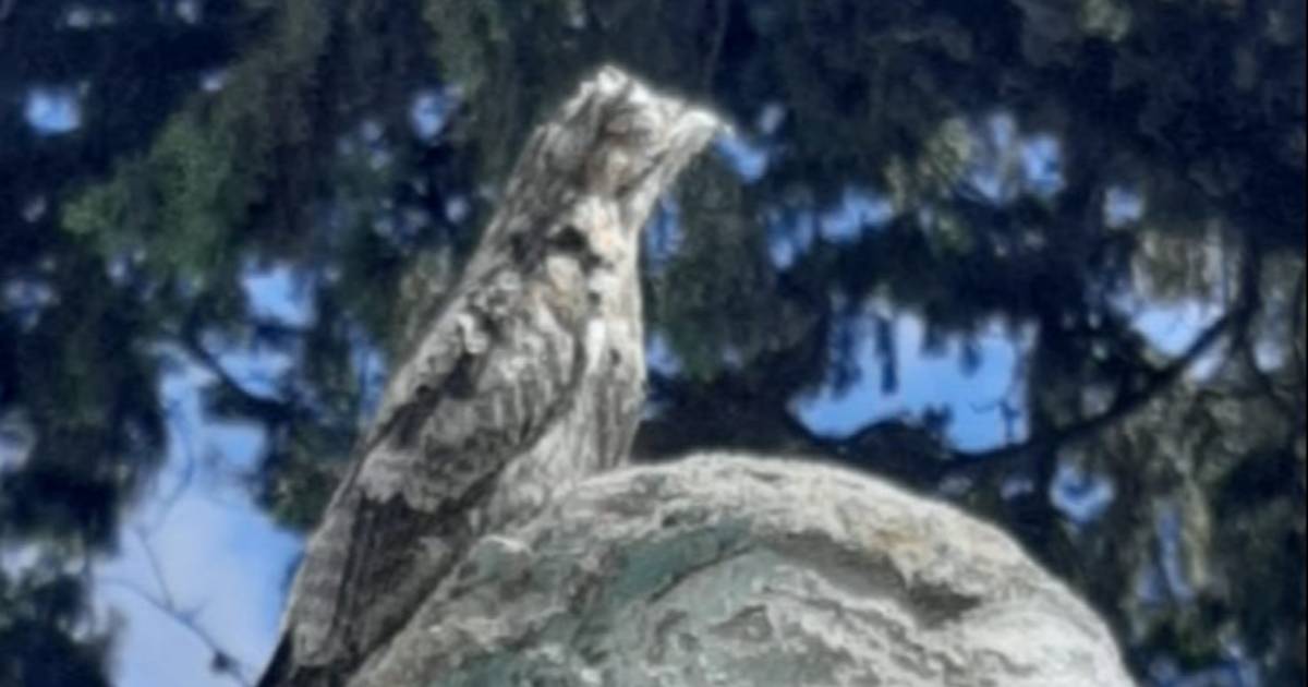 La presencia del cacuy atemoriza a Metán