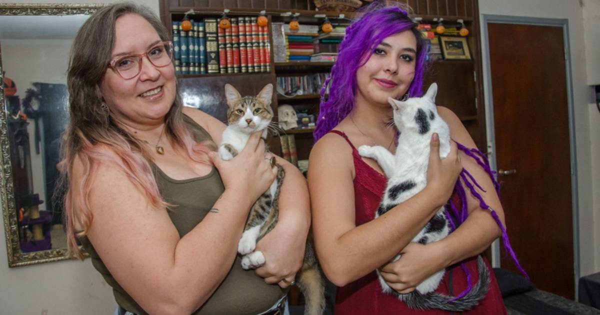 Se aproxima Michi Fest, el primer evento temático sobre gatos en Salta