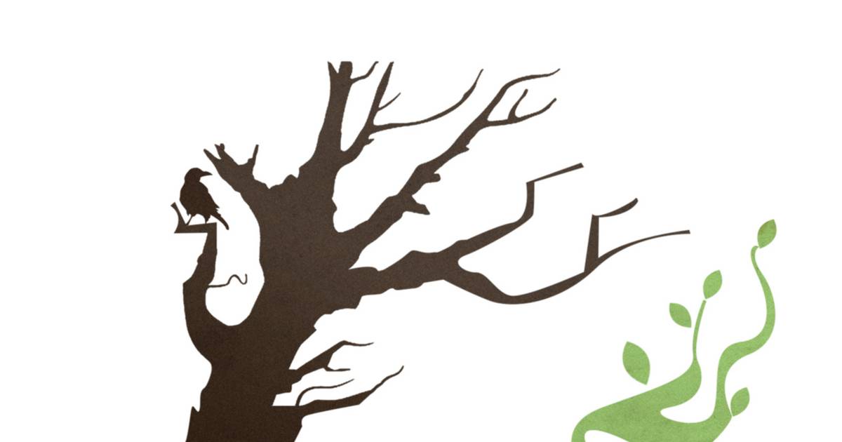 Un árbol enfermo hasta sus raíces