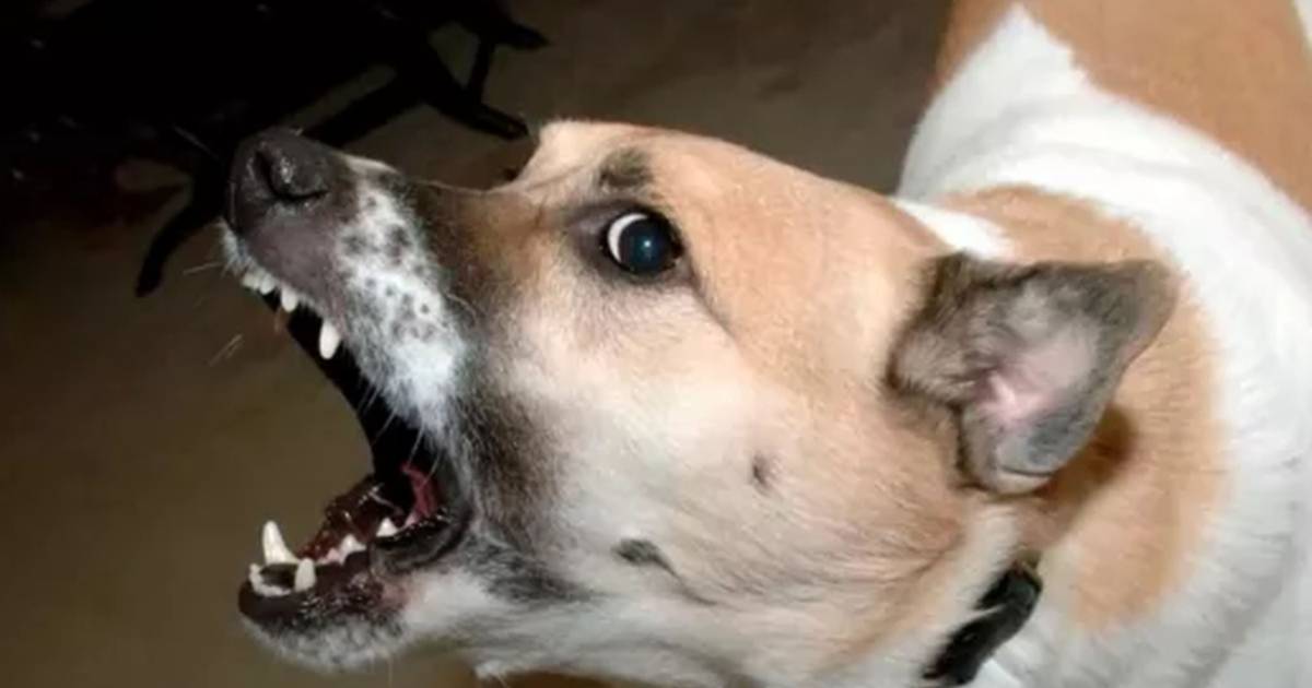 Más de 400 ataques de perros en seis meses: una amenaza que crece en Salta