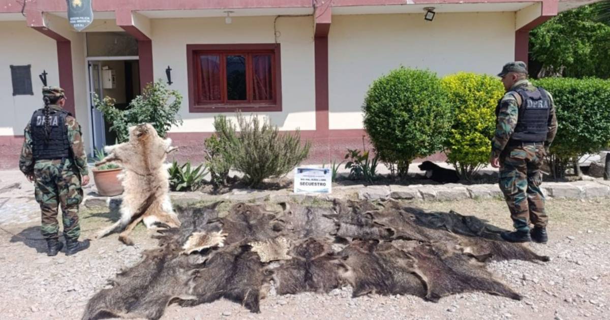 Salta: comerciante tenía 14 cueros de puma, pecarí y gato onza en su ...