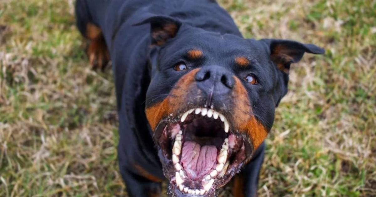 Será obligatoria la identificación con microchips de los perros peligrosos