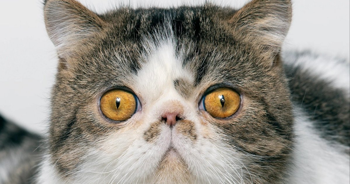 Michi Mundi: un museo repleto de arte gatuno